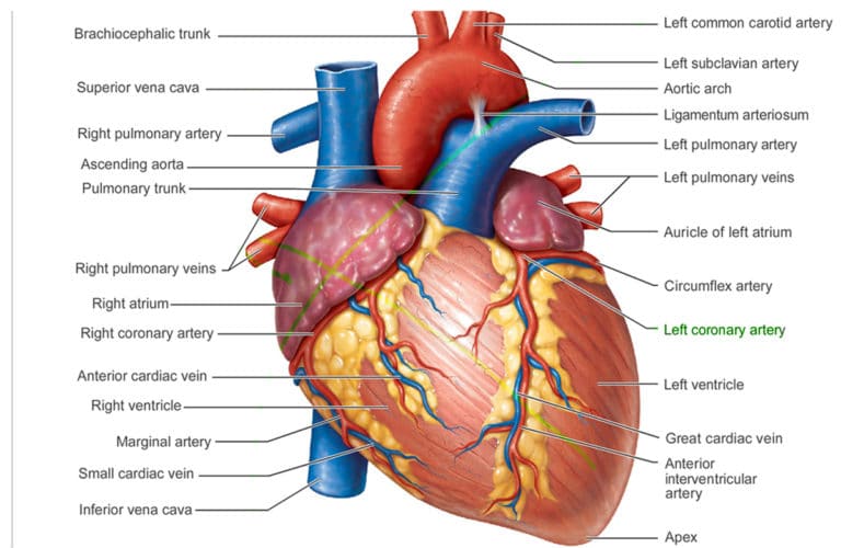 The Anatomy Of A Heart - Central Georgia Heart Center